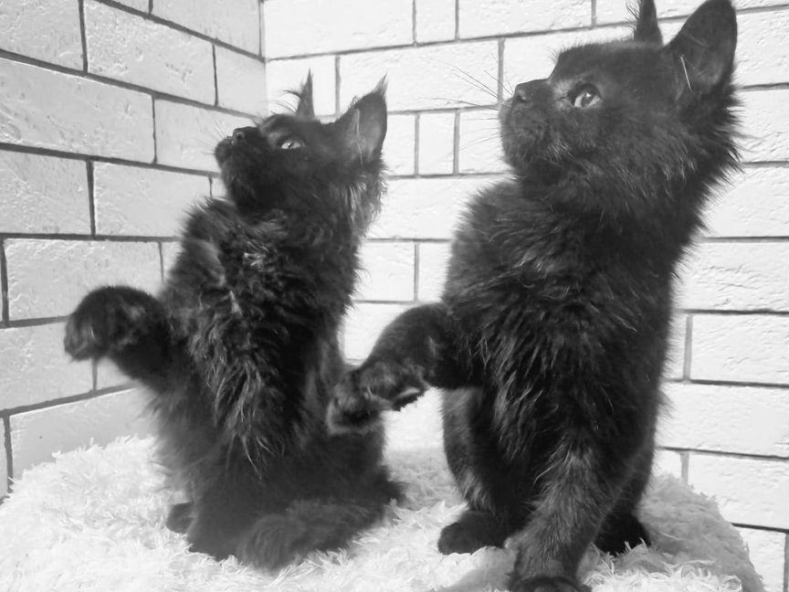 Котята породы Мейн -Кун тяжеловесы