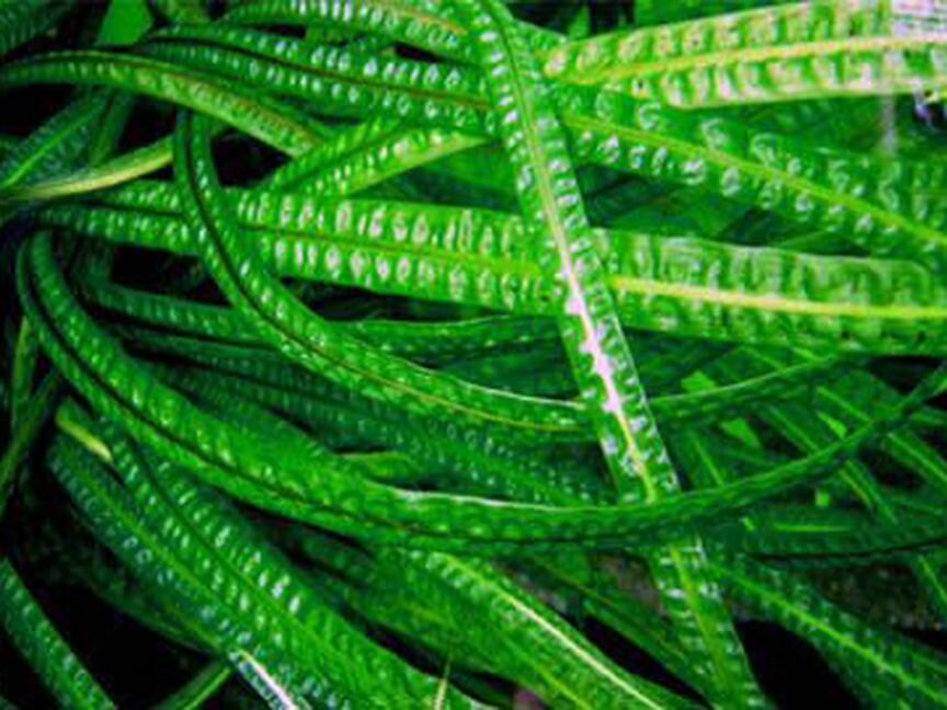 Криптокорина балансе или Курчавая (Cryptocoryne c