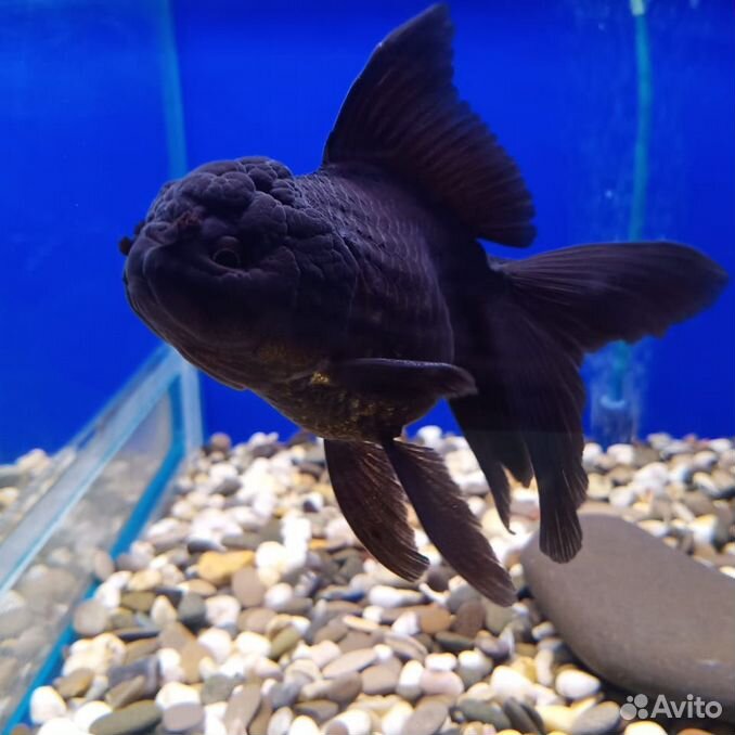 Золотая рыбка Оранда черная (Oranda Goldfish blac