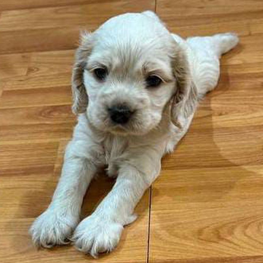 Американский кокер-спаниель, щенок