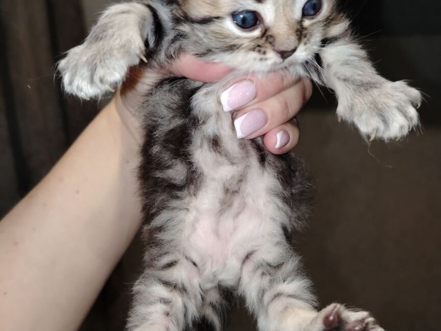 Шотландские котята