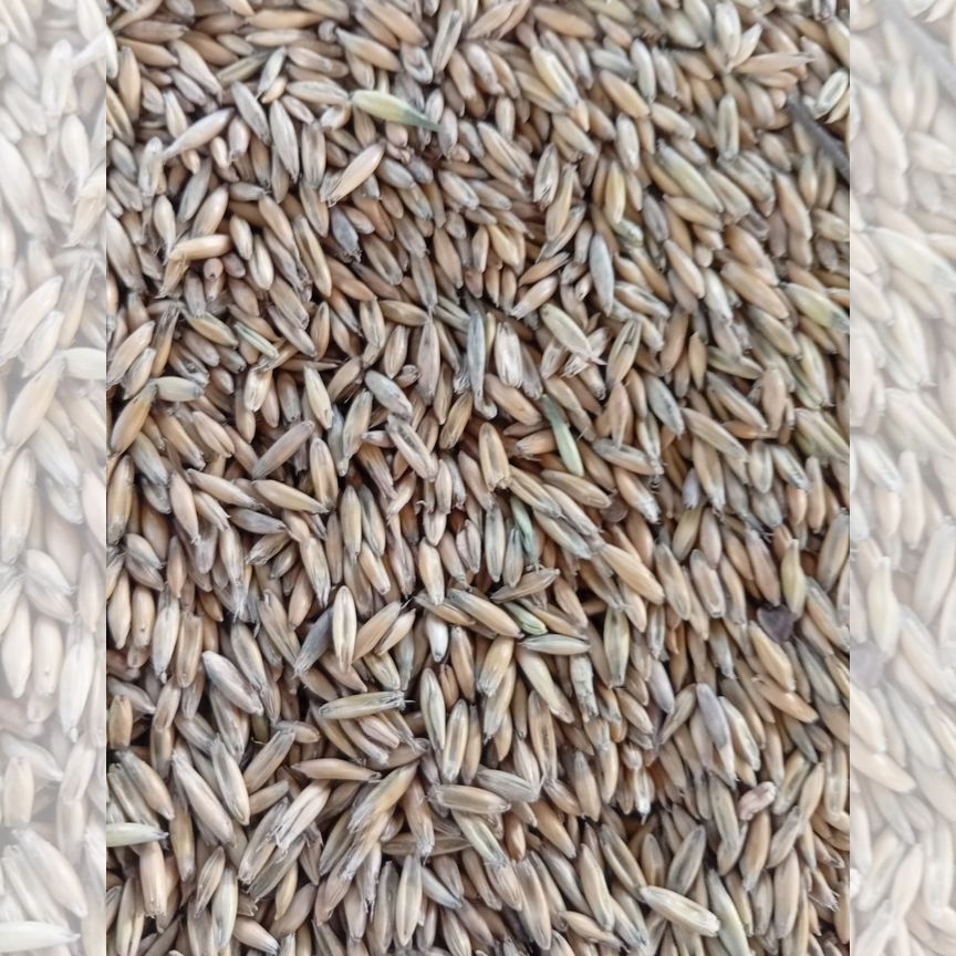 Овёс, в мешках