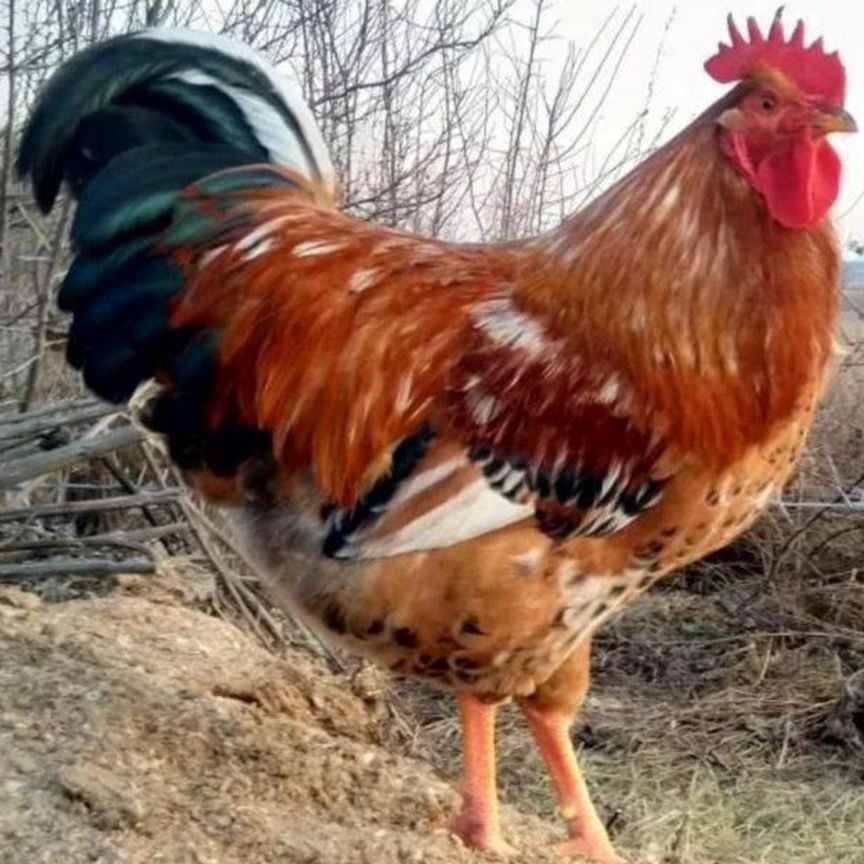 Петухи домашние