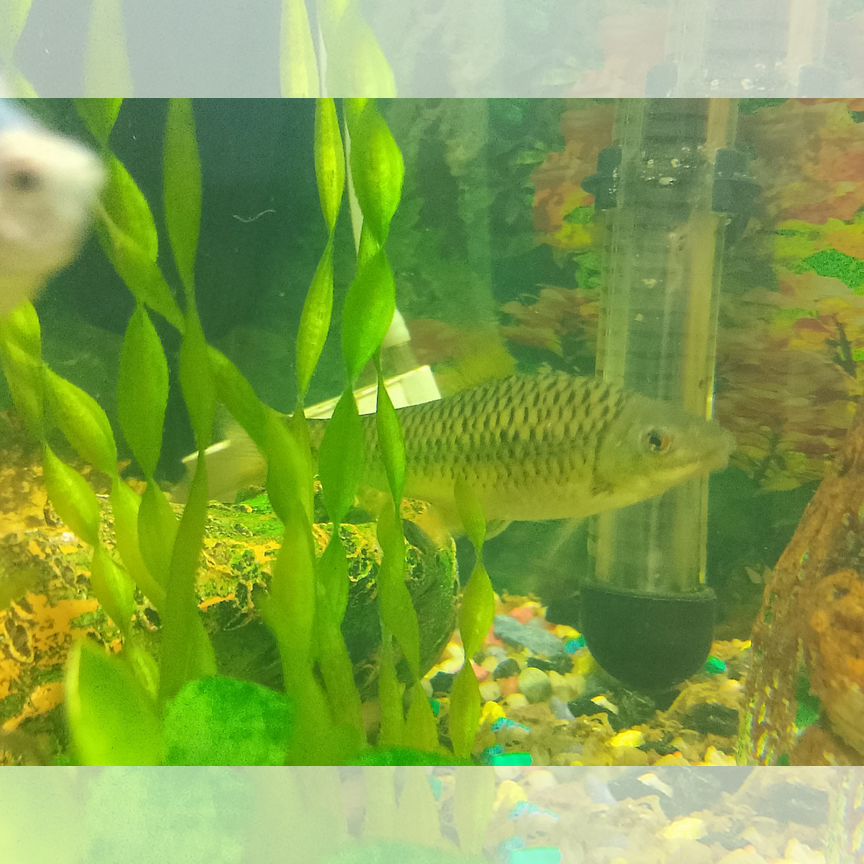 Аквариумные рыбки