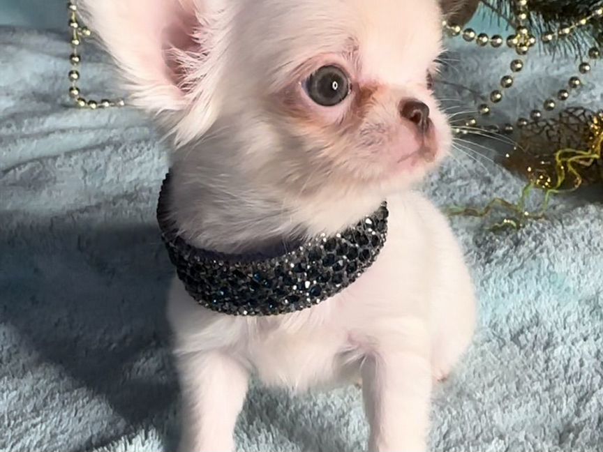 Чихуахуа мини мальчик