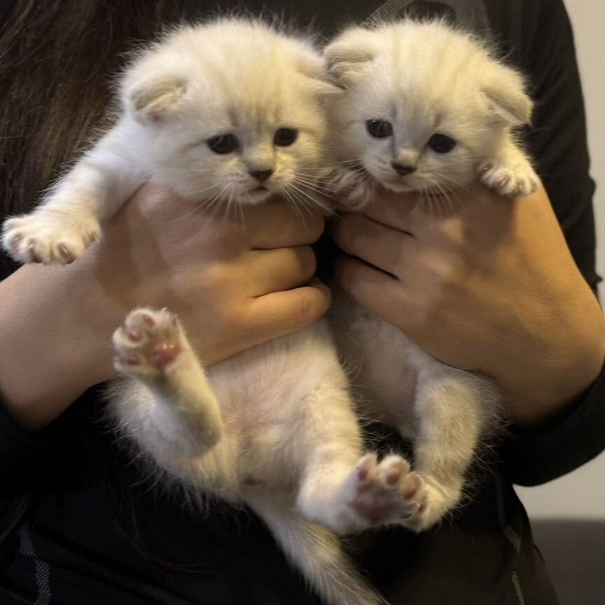 Шотландские вислоухие котята