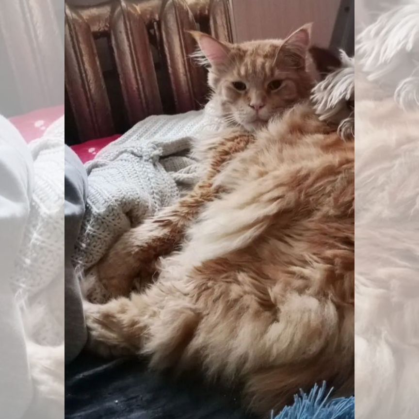 Мейн-кун котёнок