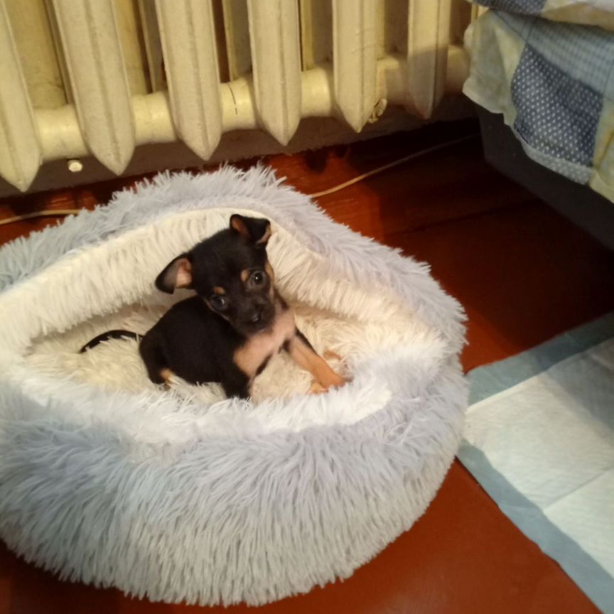 Той-терьер девочка