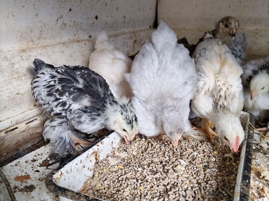 Курка виандот и 21 цыпленок с цветным яйцом