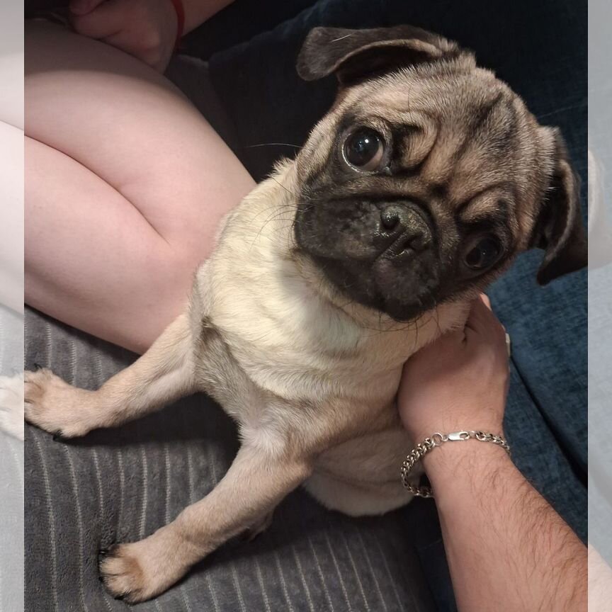 Мопс, щенок