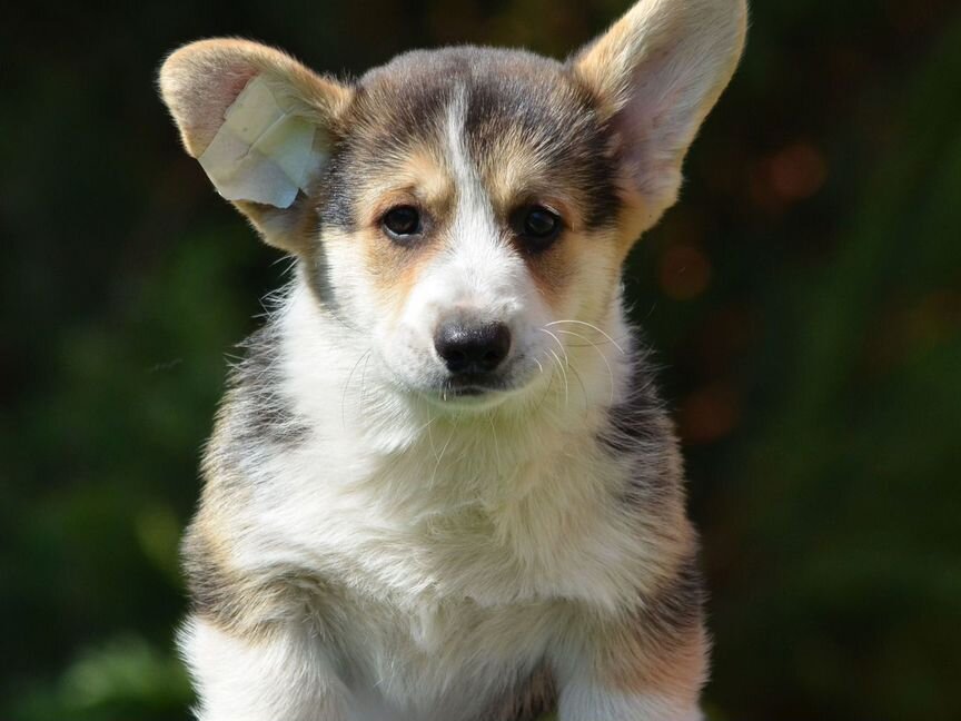 Вельш-корги пемброк