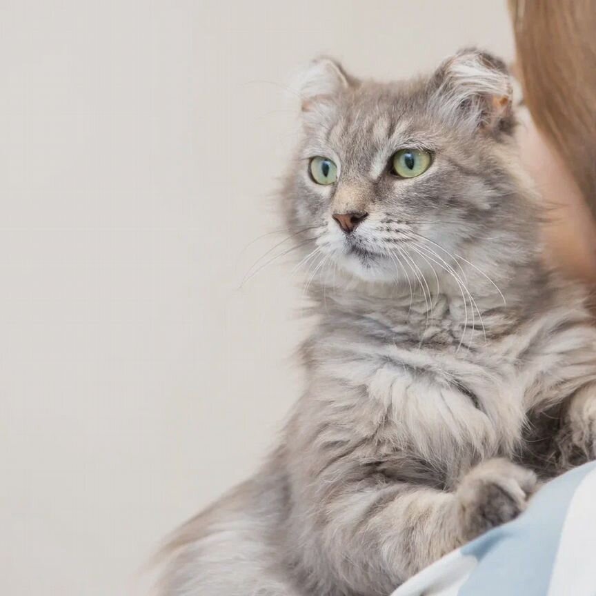 Кошка Сильва - в добрые руки