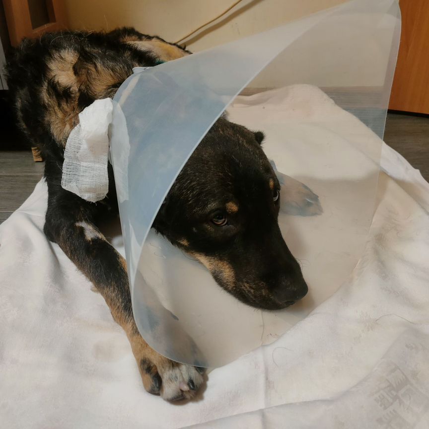 Верный и преданный друг в хорошие руки