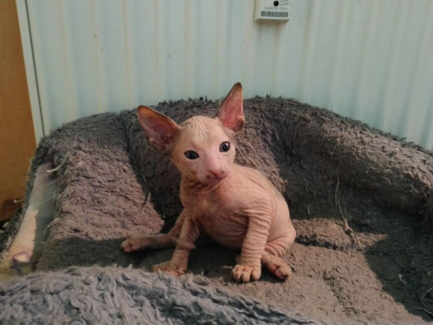 Донской сфинкс