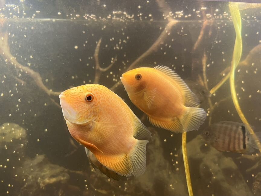 Северум, цихлида казуар