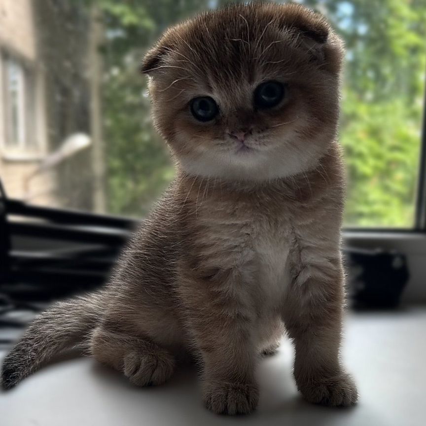 Шотландский вислоухий короткошёрстный котёнок