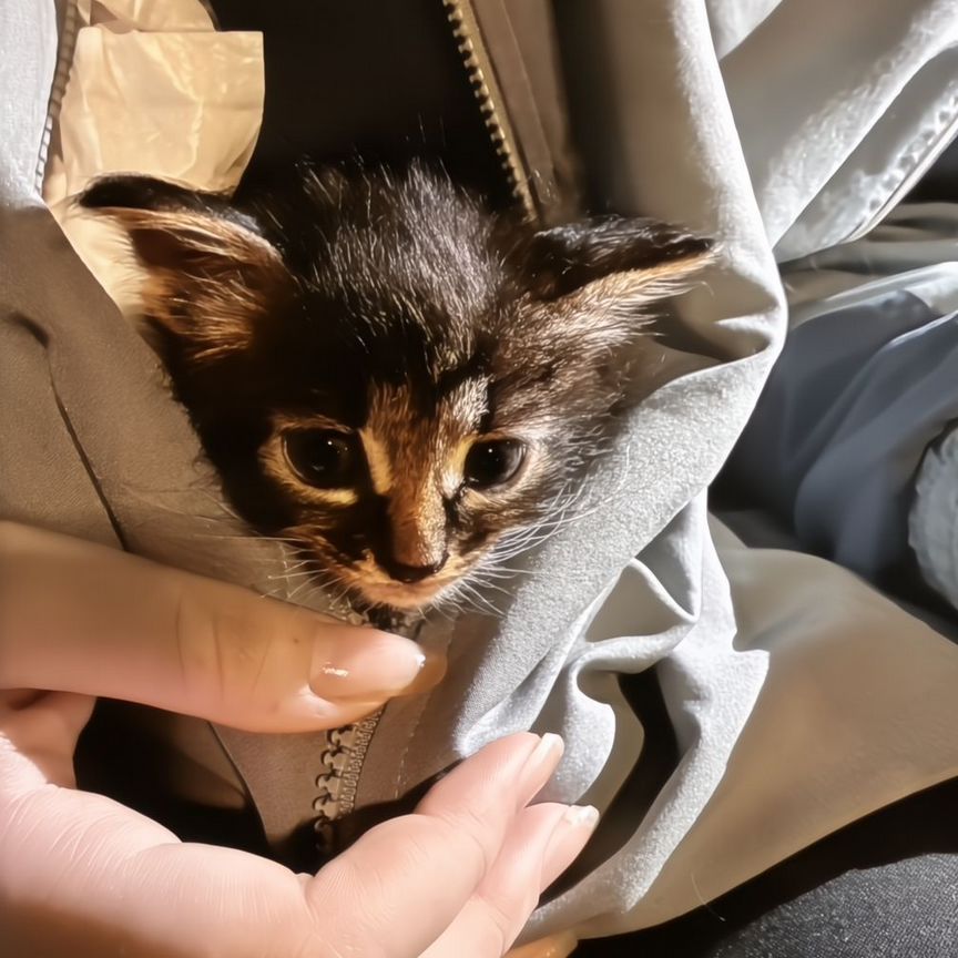 Котёнок в добрые руки