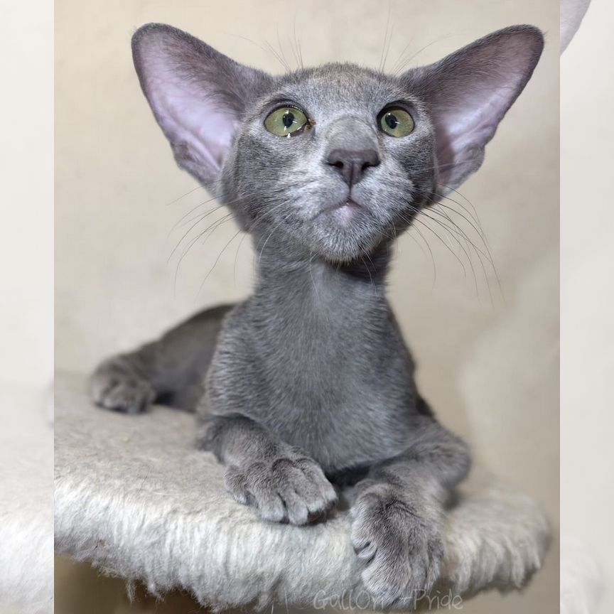 Ориентальный котёнок