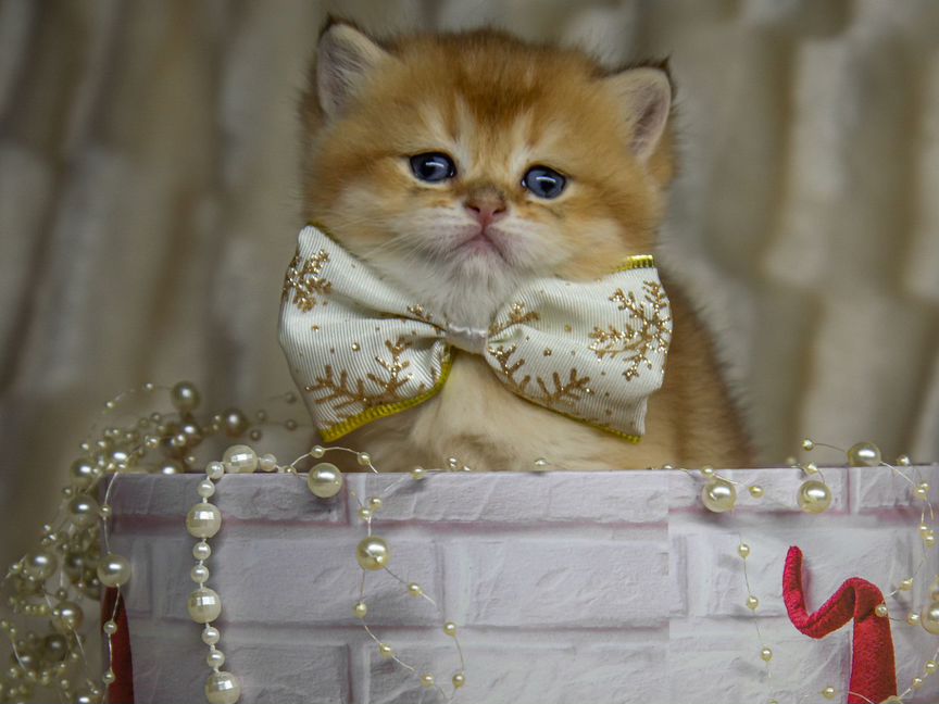 Шотландские котята золотая шиншилла