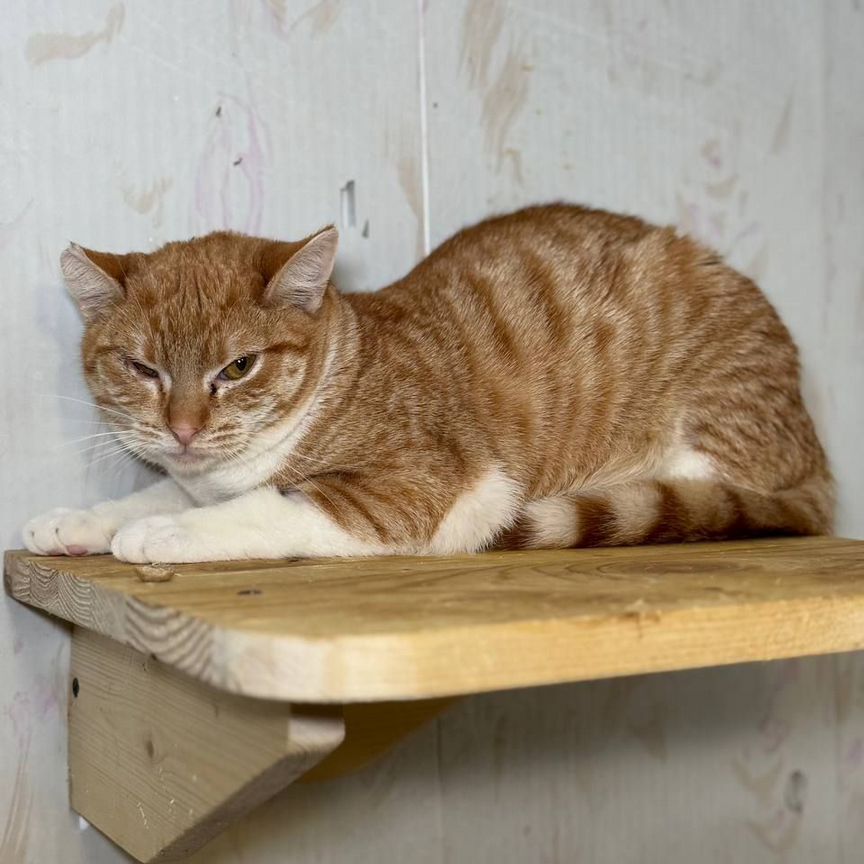 Кошка в добрые руки
