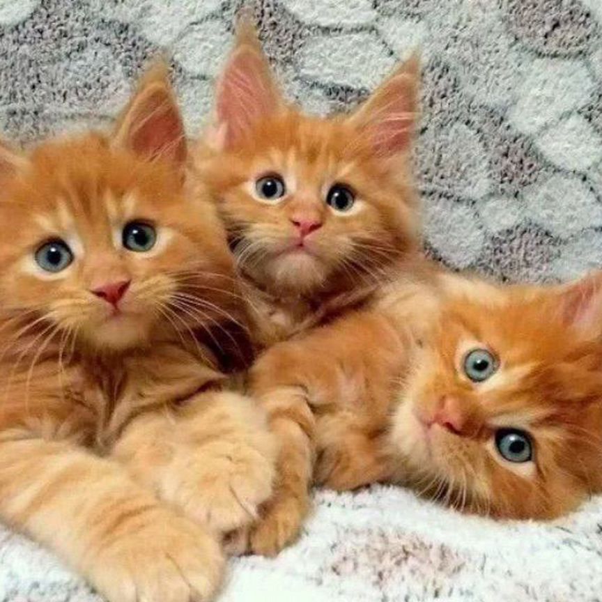Котята