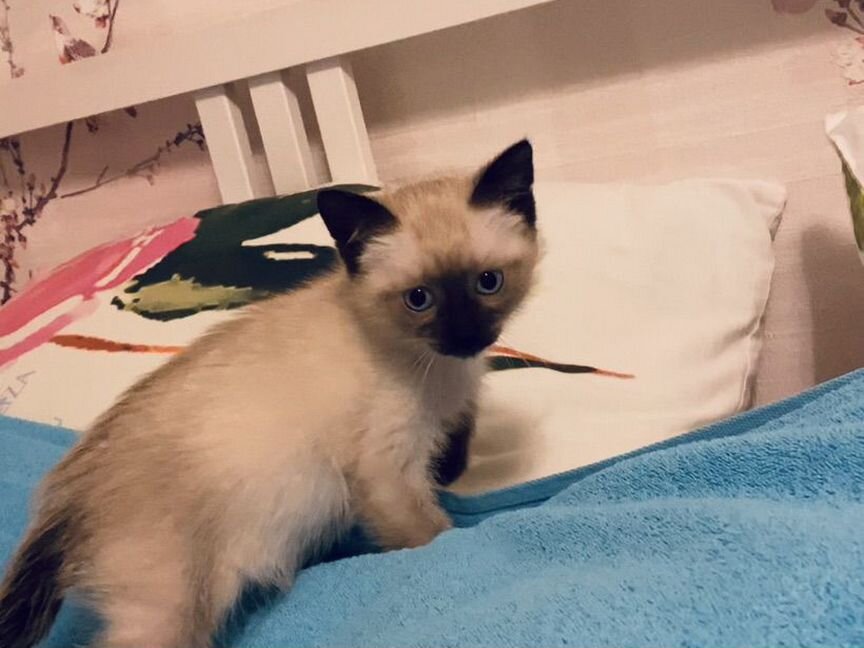 Тайская котята(мальчик и девочка)