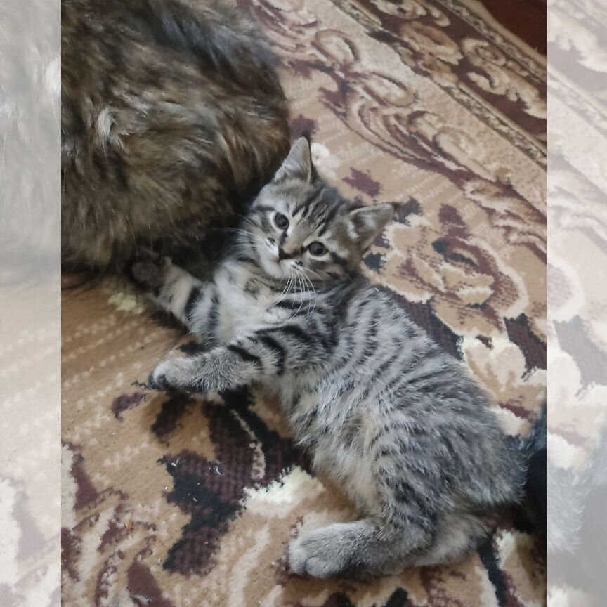 Котёнок в добрые руки