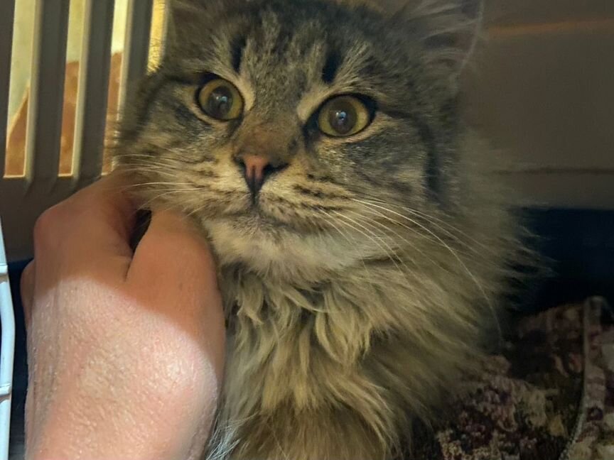 Ласковая красавица Люси очень надеется найти дом