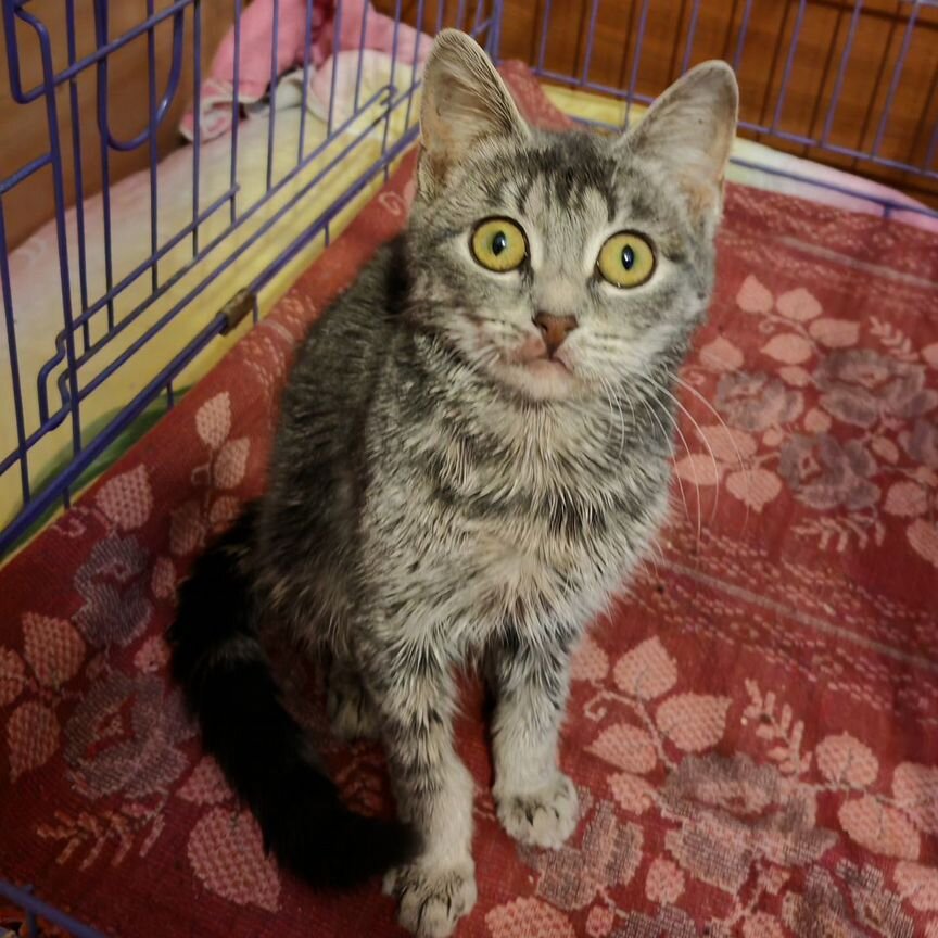 Котёнок в добрые руки