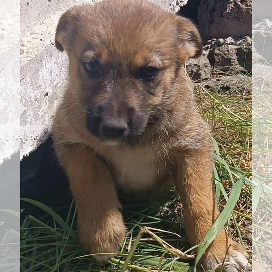 Щенок в добрые руки бесплатно