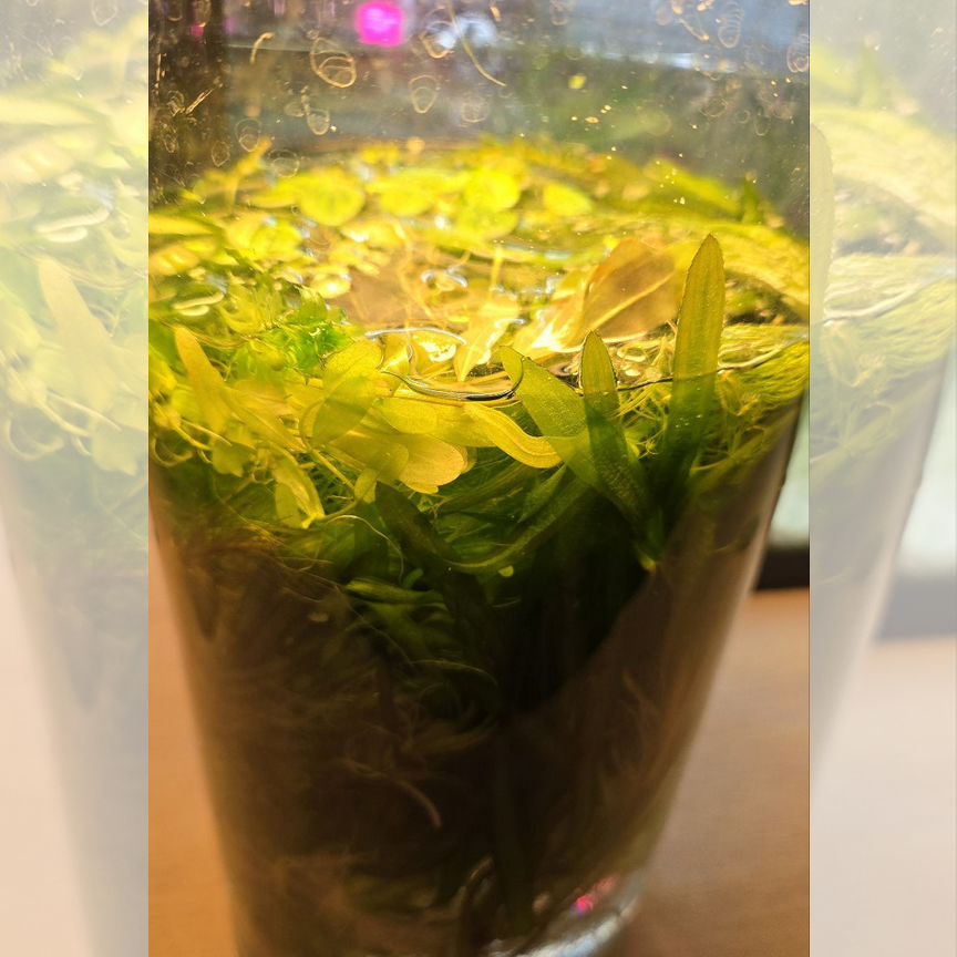 Аквариумные растения