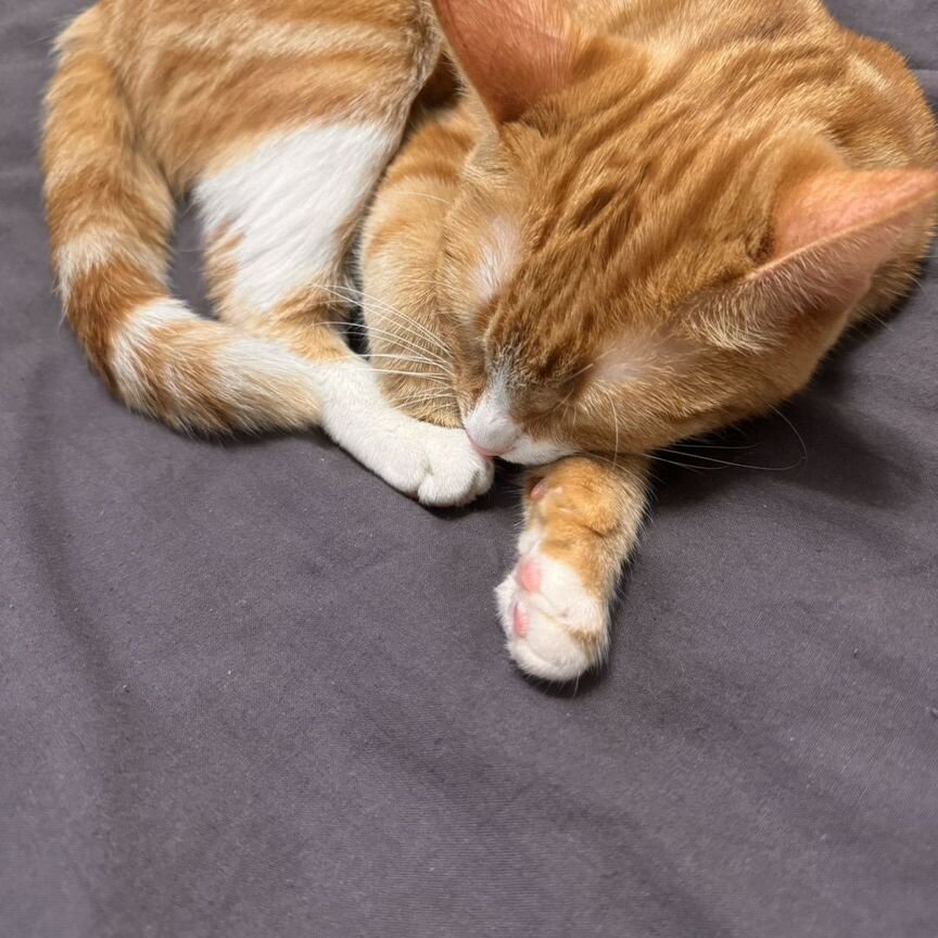 Кошка метиска