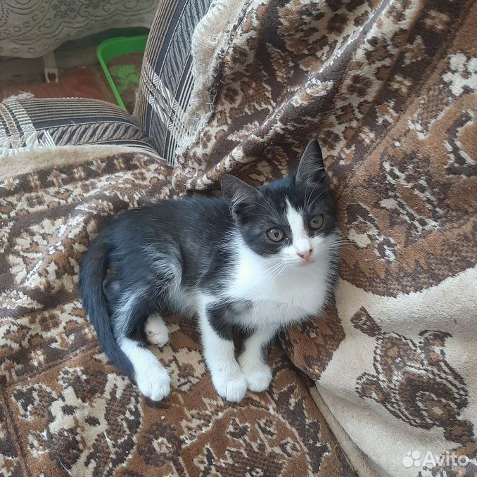 Кошечка с мушкой 3мес - в добрые руки