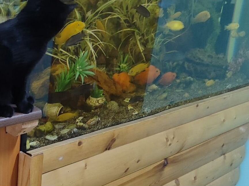 Аквариумные рыбы цихлиды