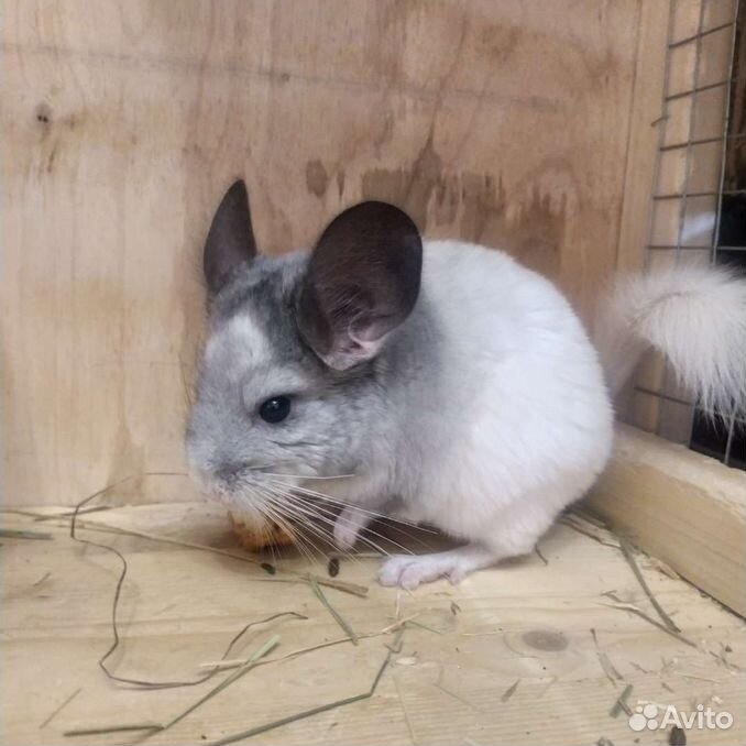 Шиншилла белый Вильсон мозаика