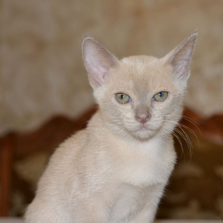 Лиловая малышка бурмы