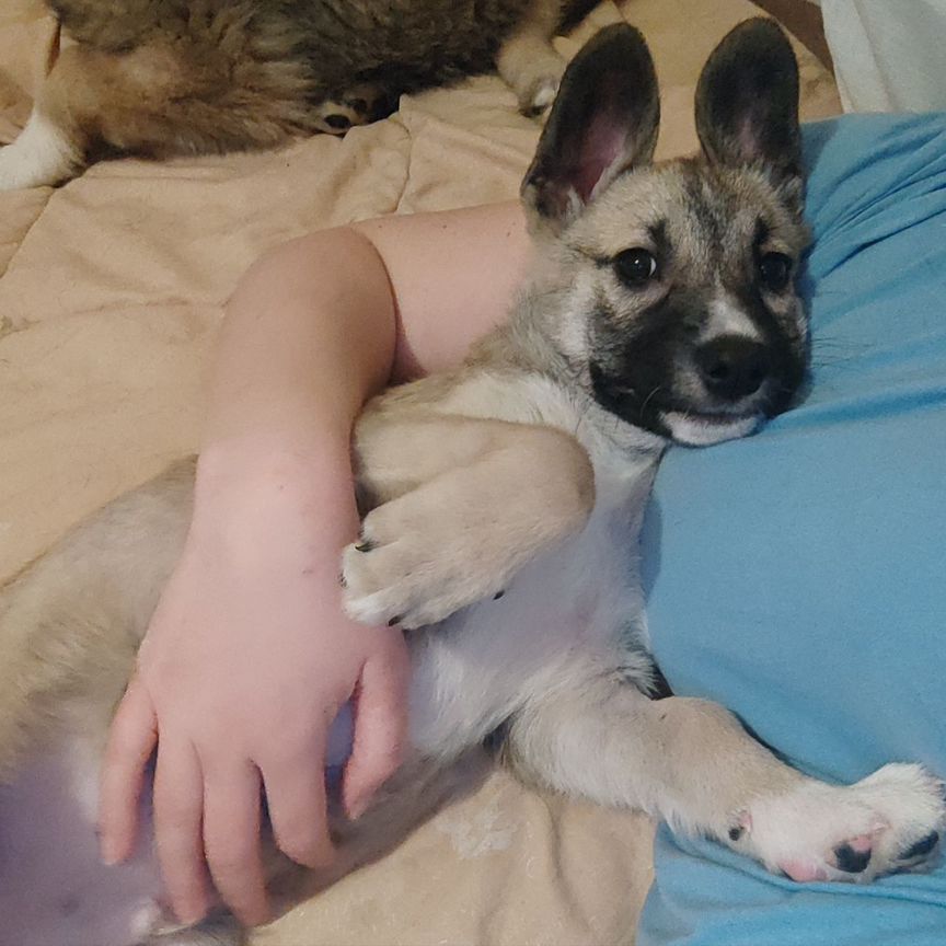 Щенок в добрые руки бесплатно