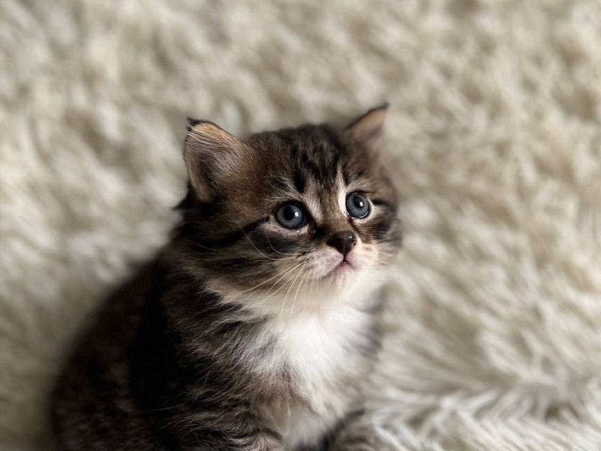 Кошки в добрые руки