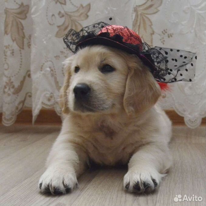 Golden retriever щенки золотинки