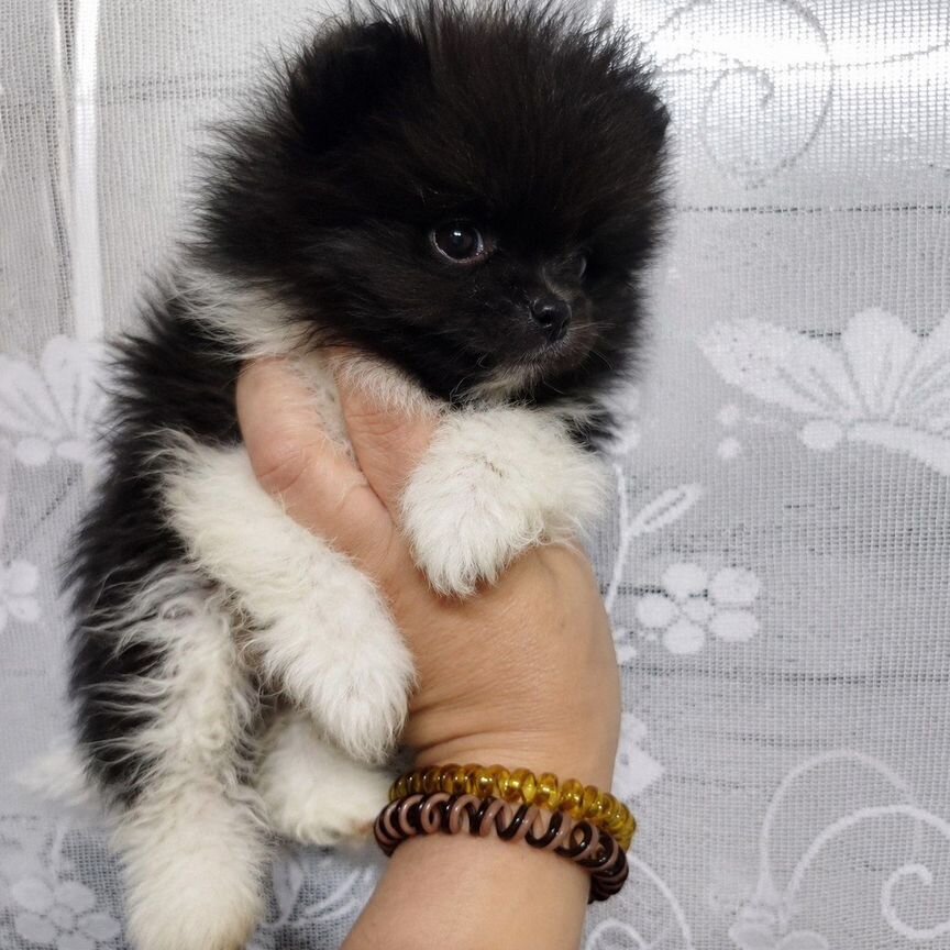Померанский шпиц, щенок