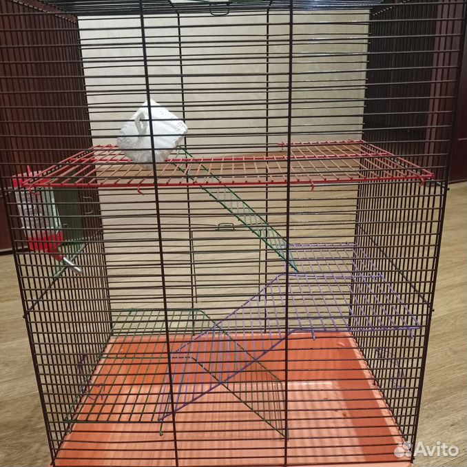 Домашние животные крысы