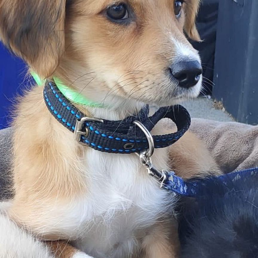 Щенок в добрые руки