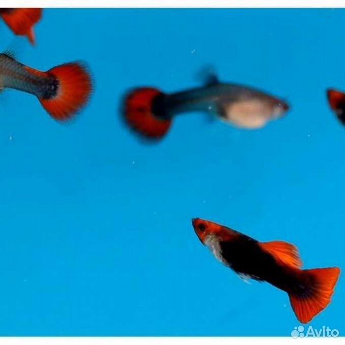 Гуппи кои Аквариумные рыбки много в магазине