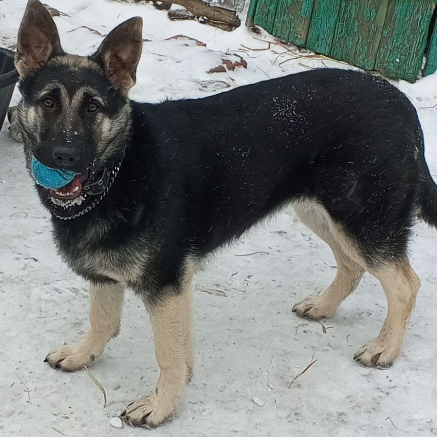 Восточноевропейская овчарка, щенок