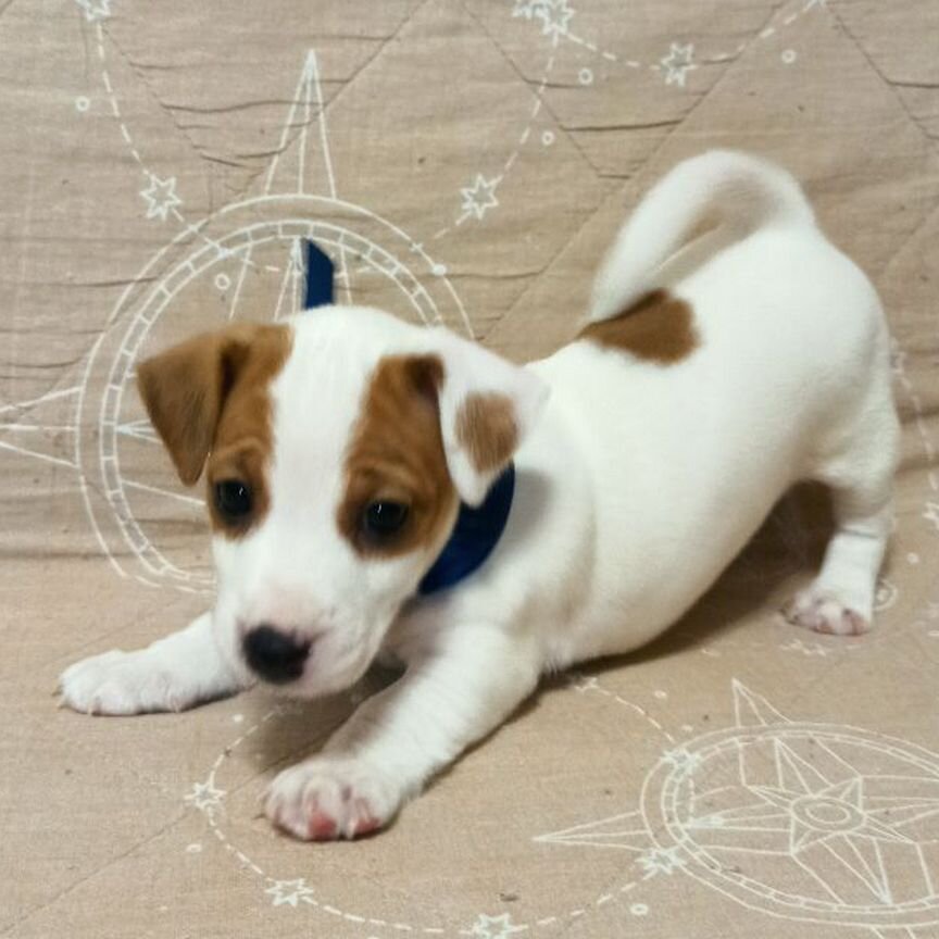 Джек-рассел-терьер, щенок