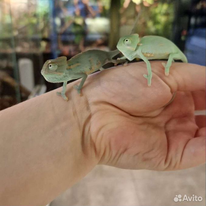 Йеменский хамелеон