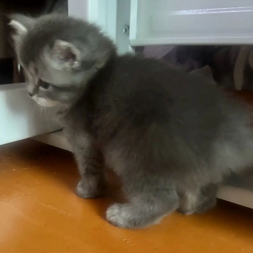 Британский короткошёрстный котёнок