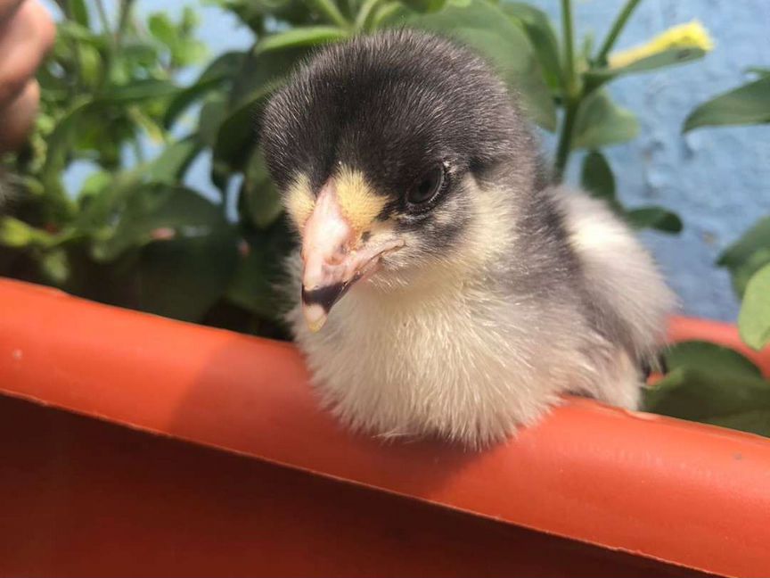 Цыплята индюшки