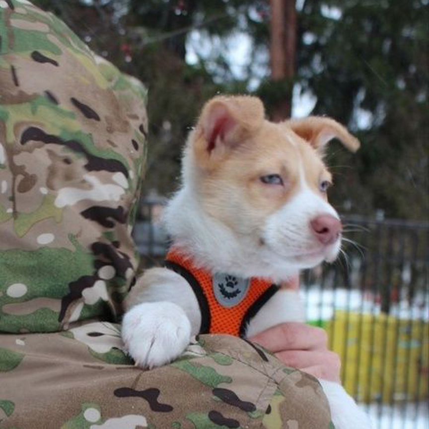 Алмаз, 2,5 месяца, ждёт семью