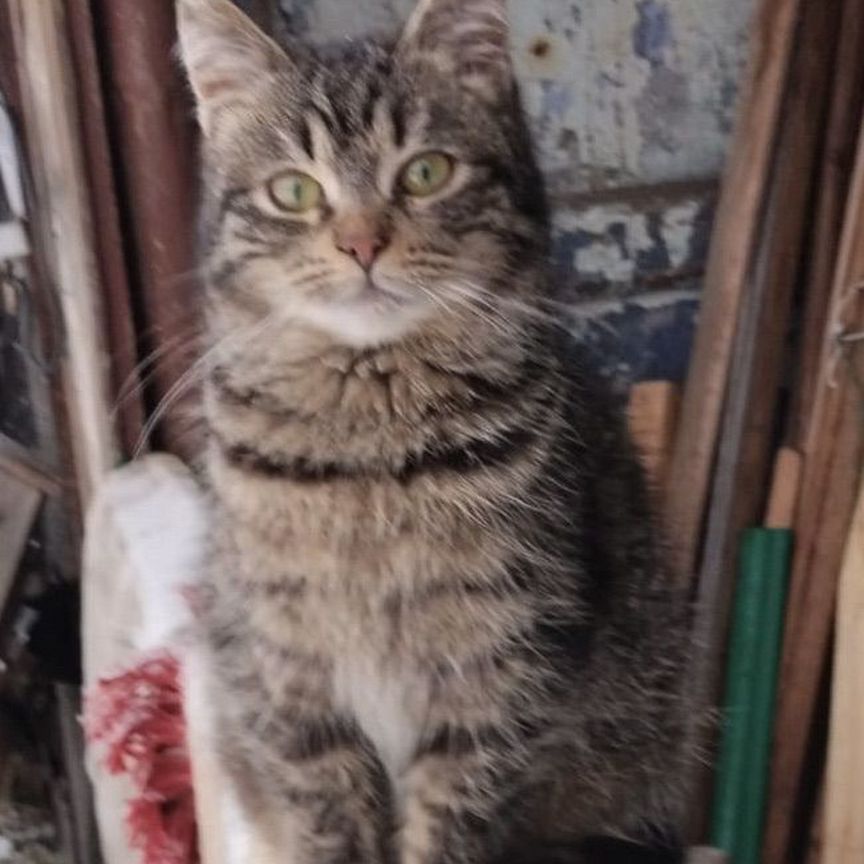 Кот